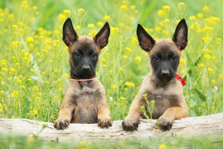 Malinoa - karakteristike, cena, zdravlje i iskustva | Moja Praktika