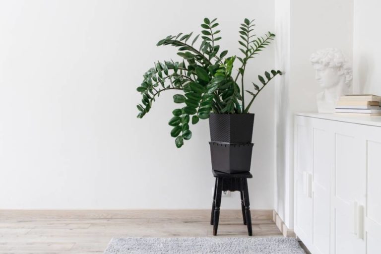 Zamija - najzahvalnija biljka za održavanje | Moja Praktika